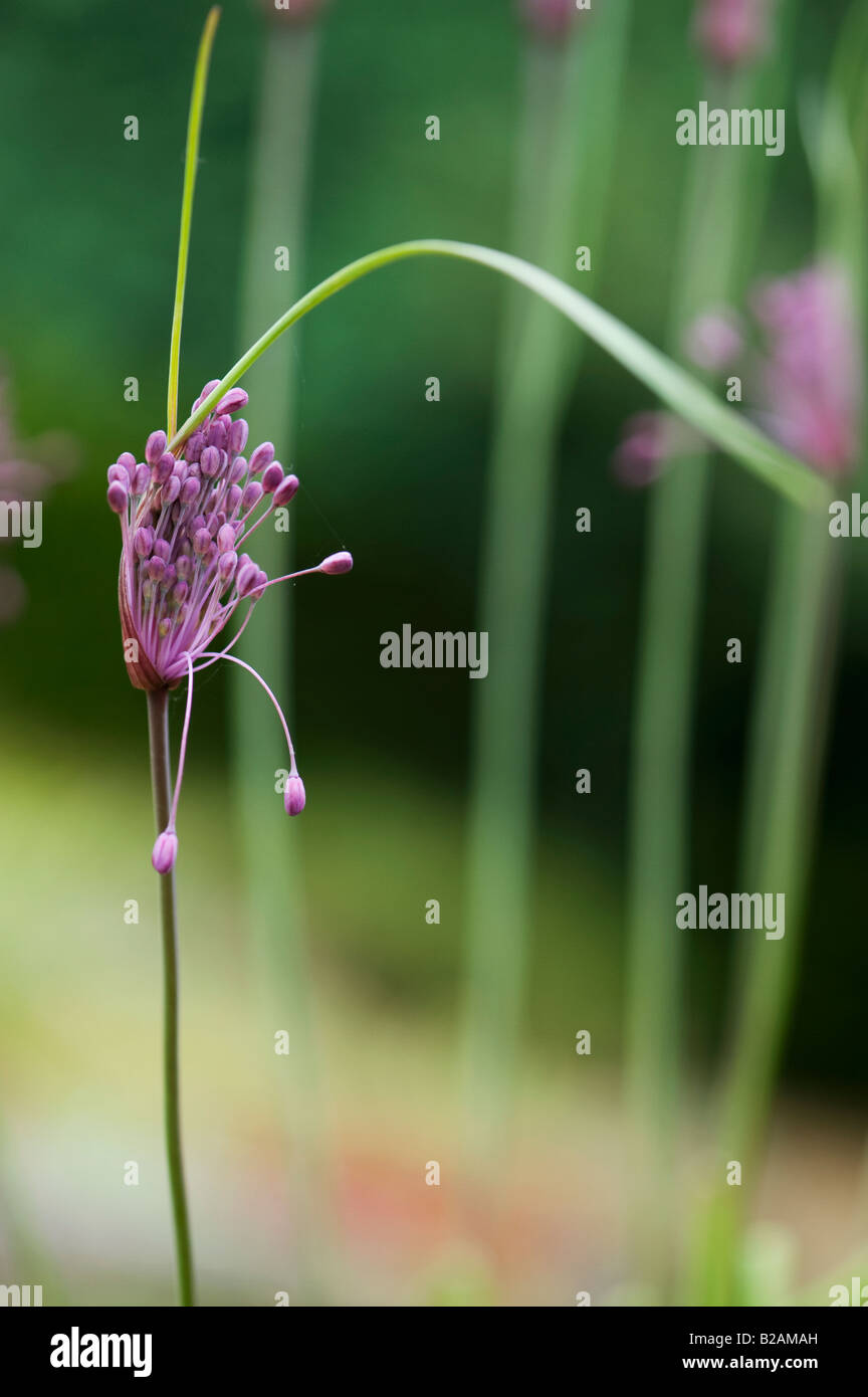 Allium carinatum subsp. pulchellum. Keeled garlic flowers opening. UK ...