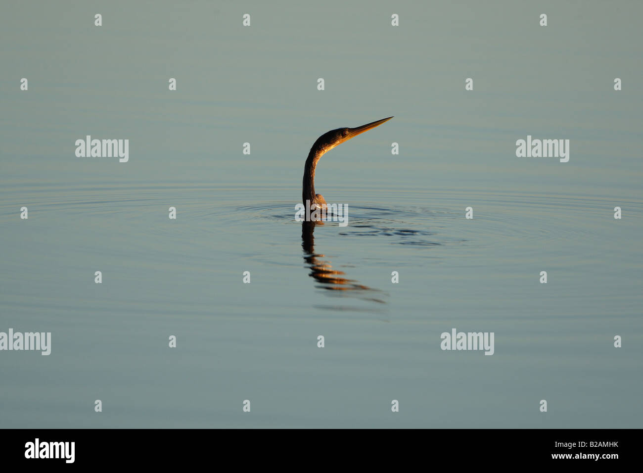 Anhinga (Snake Bird Stock Photo - Alamy
