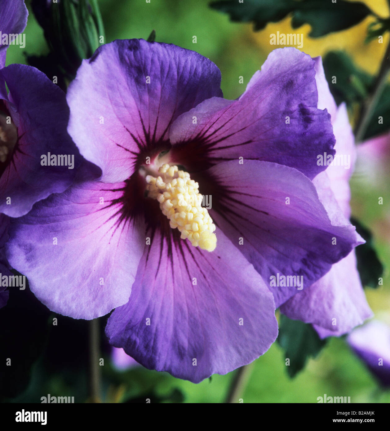 Bluebird shrub hi-res stock photography and images - Alamy