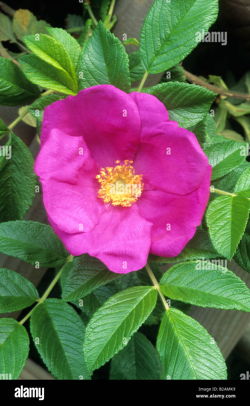 species shrub rose Rosa rugosa Stock Photo - Alamy