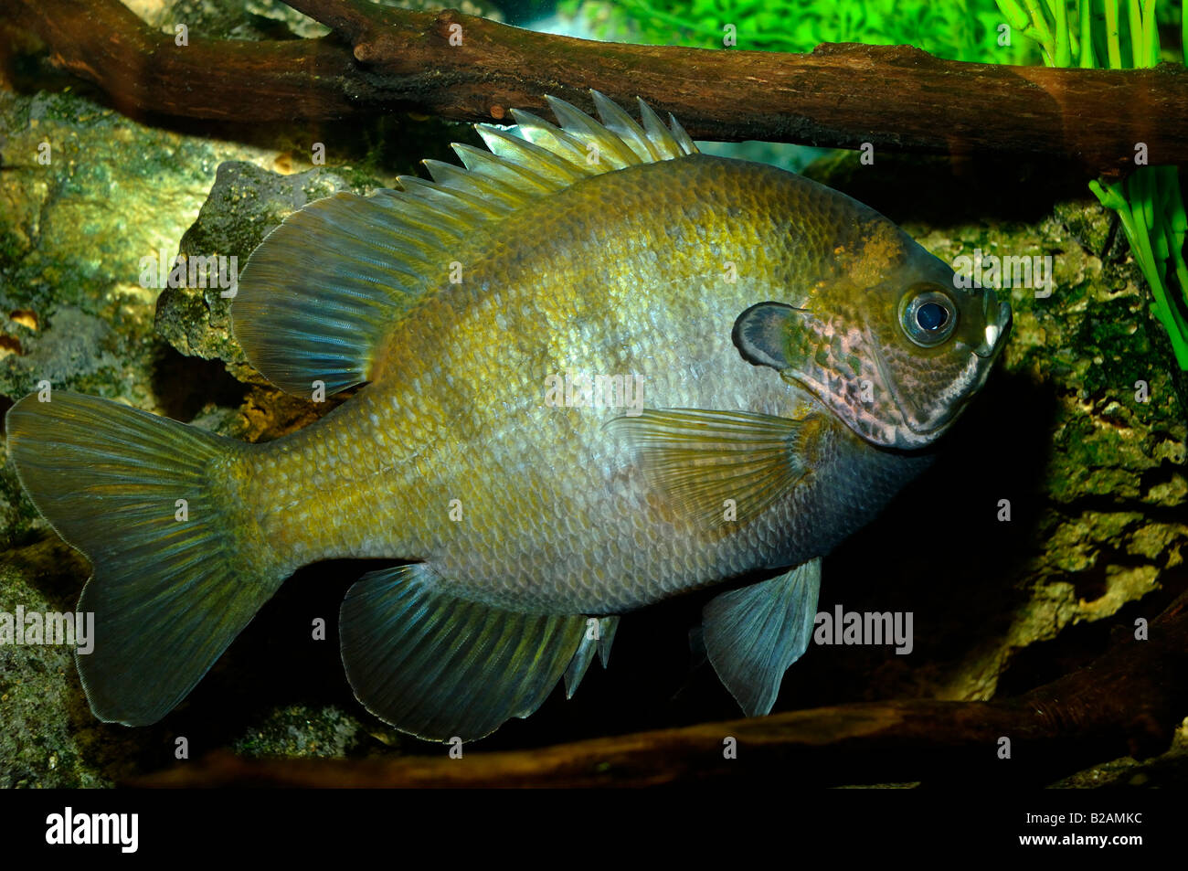 Bluegill Lepomis macrochirus Florida Stock Photo - Alamy
