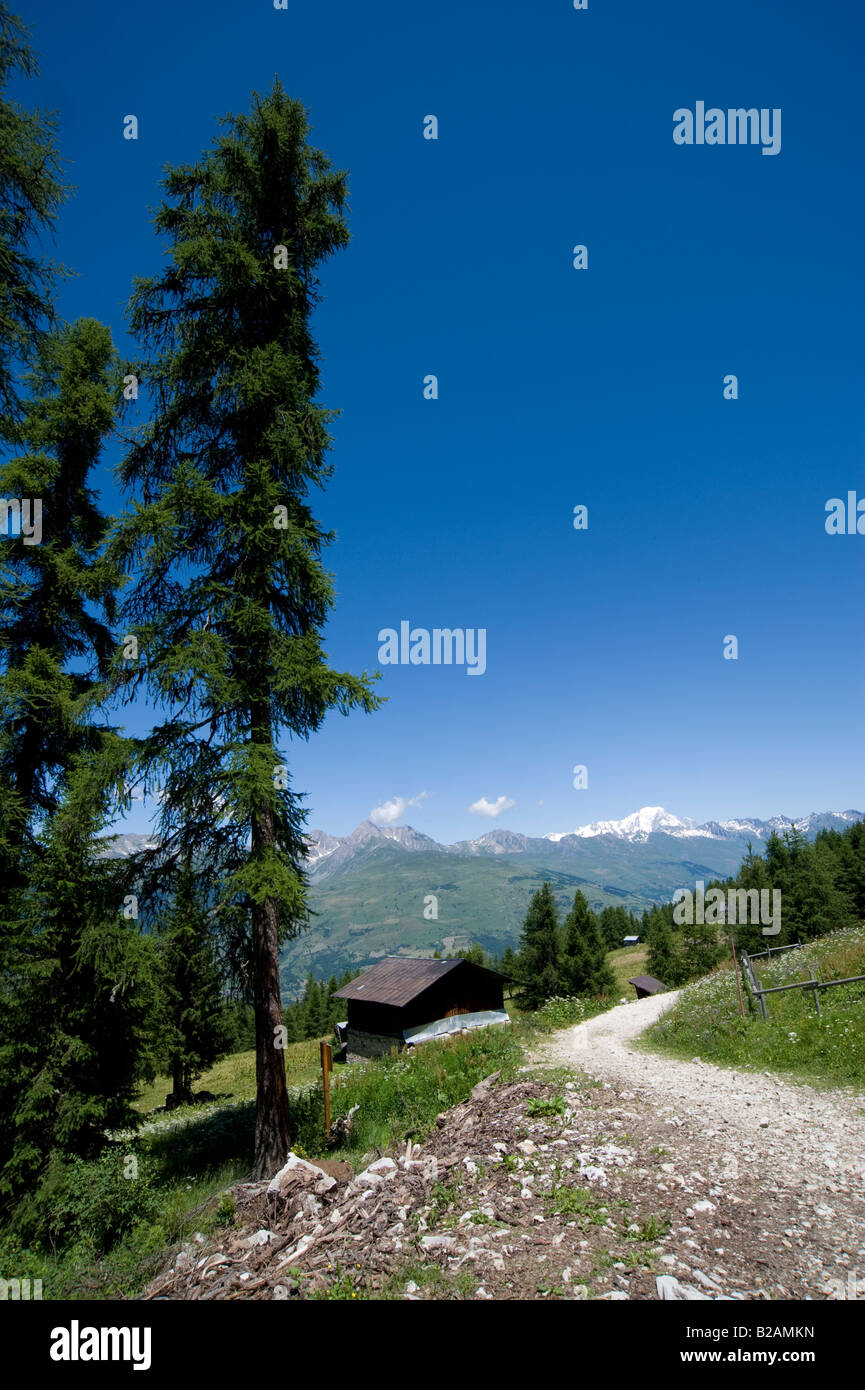 alpine mountain track with pine trees and chalet Stock Photo - Alamy