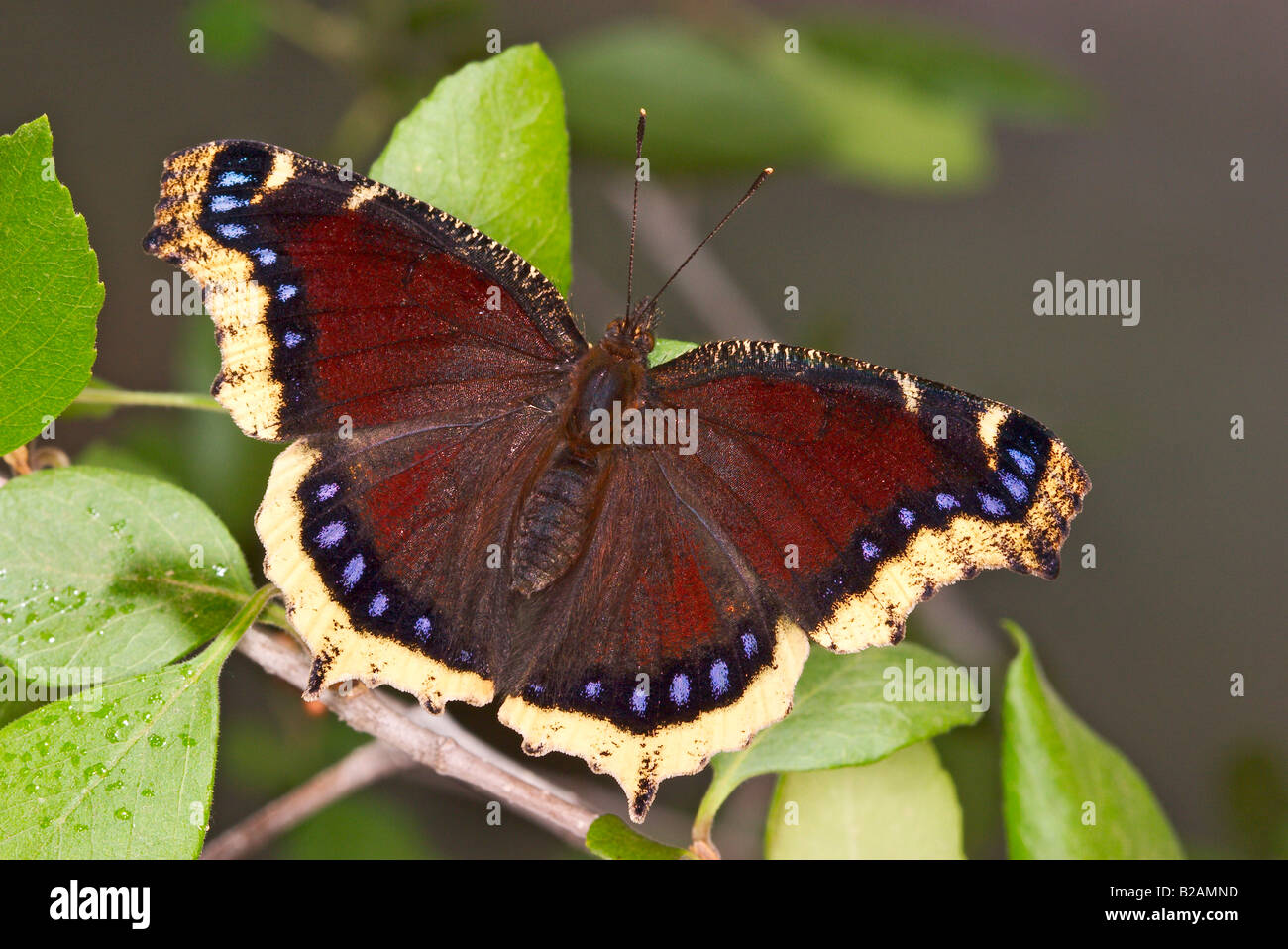 Mourning Cloak Nymphalis antiopa Santa Catalina Mountains Tucson ...