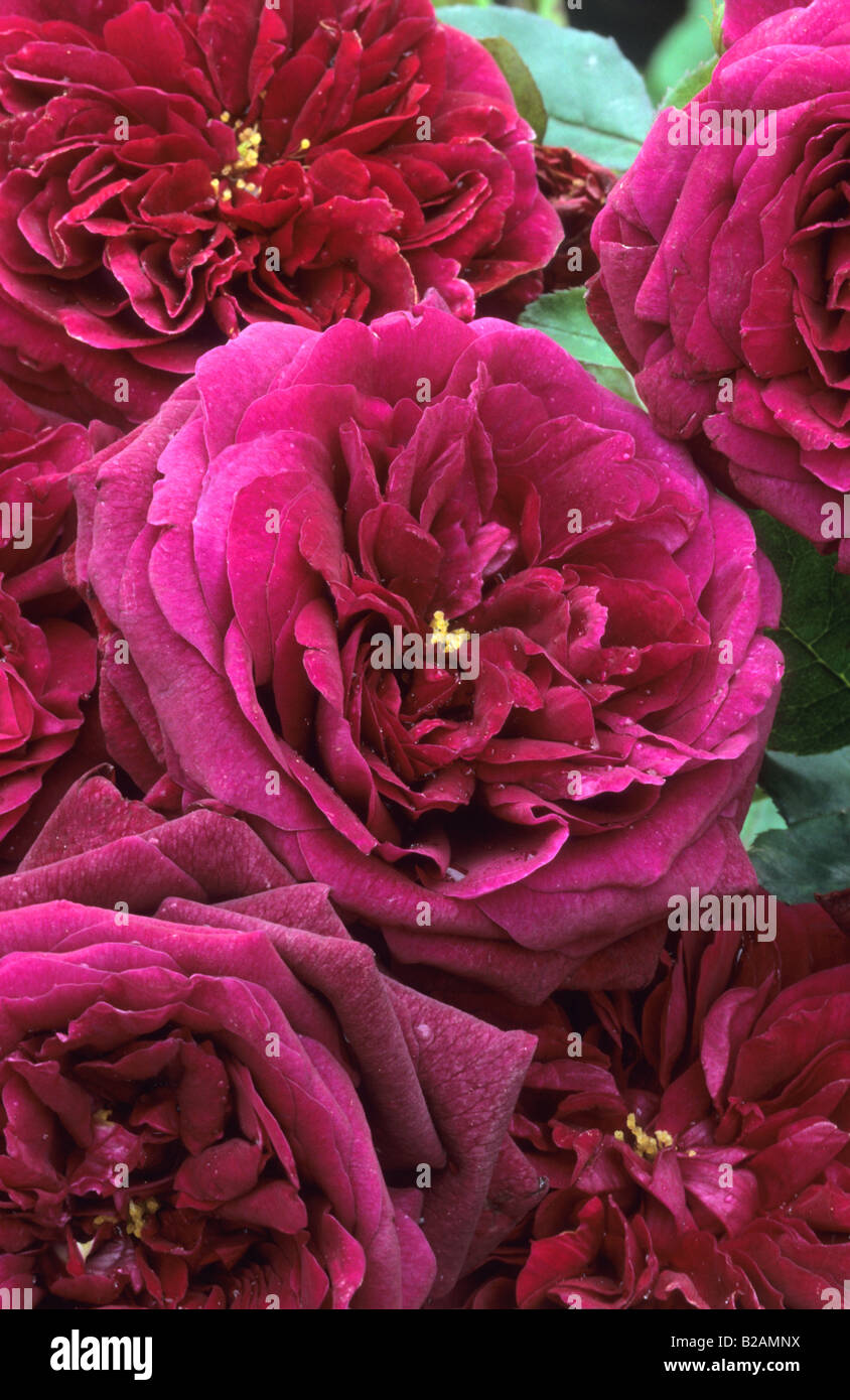modern shrub rose Rosa The Prince Stock Photo - Alamy