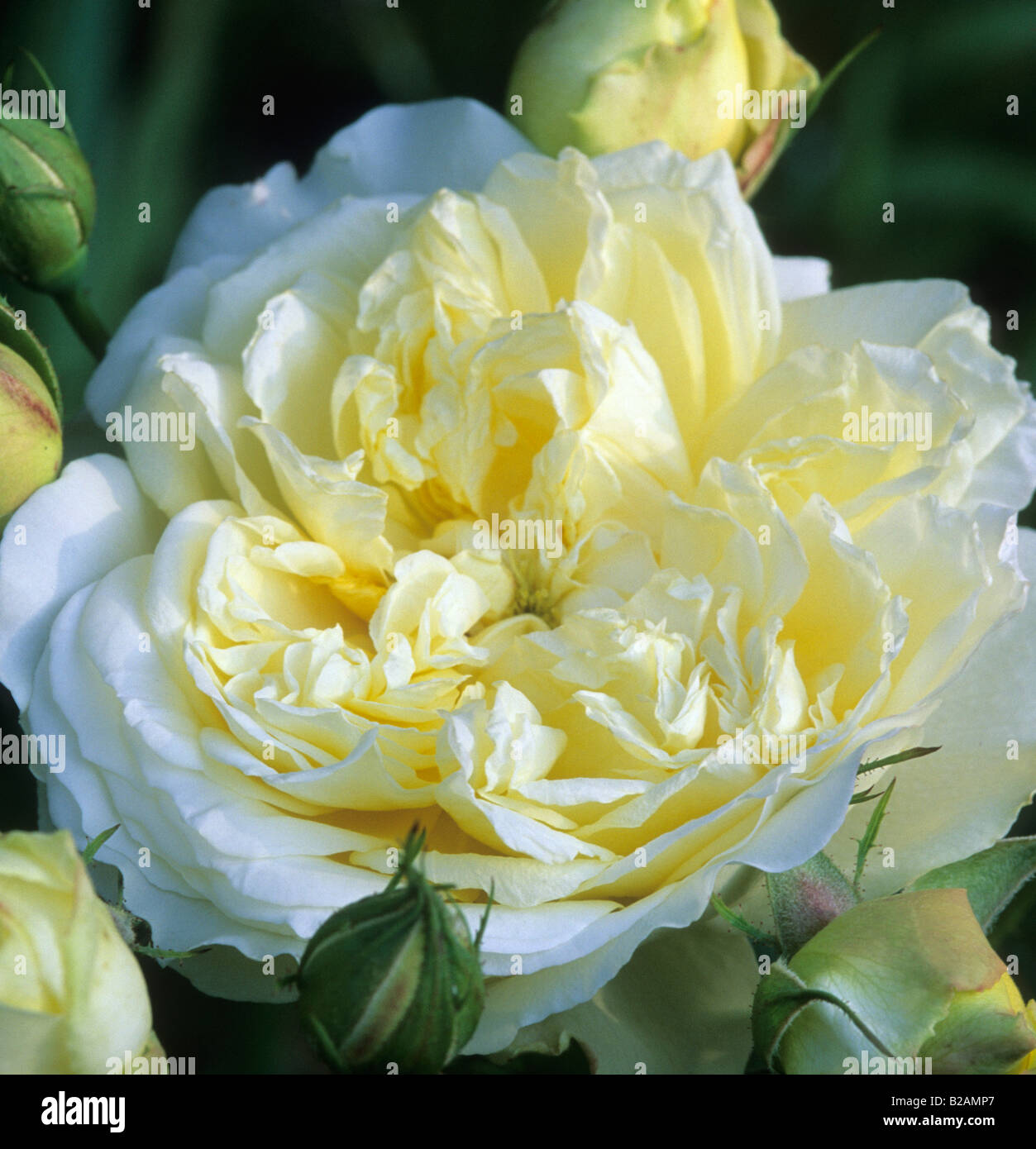 modern shrub rose Rosa The Pilgrim Stock Photo - Alamy