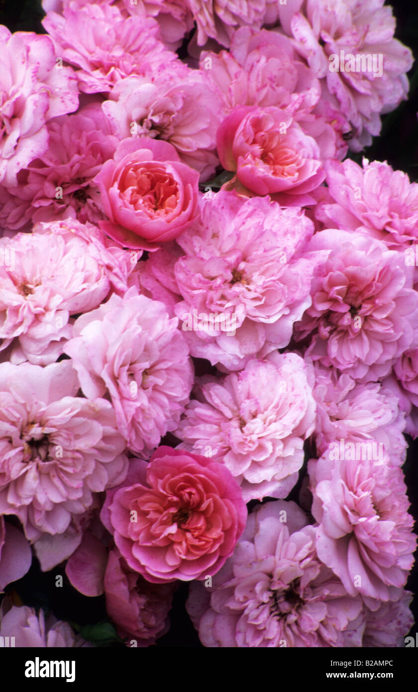 shrub rose Rosa The Fairy Stock Photo - Alamy