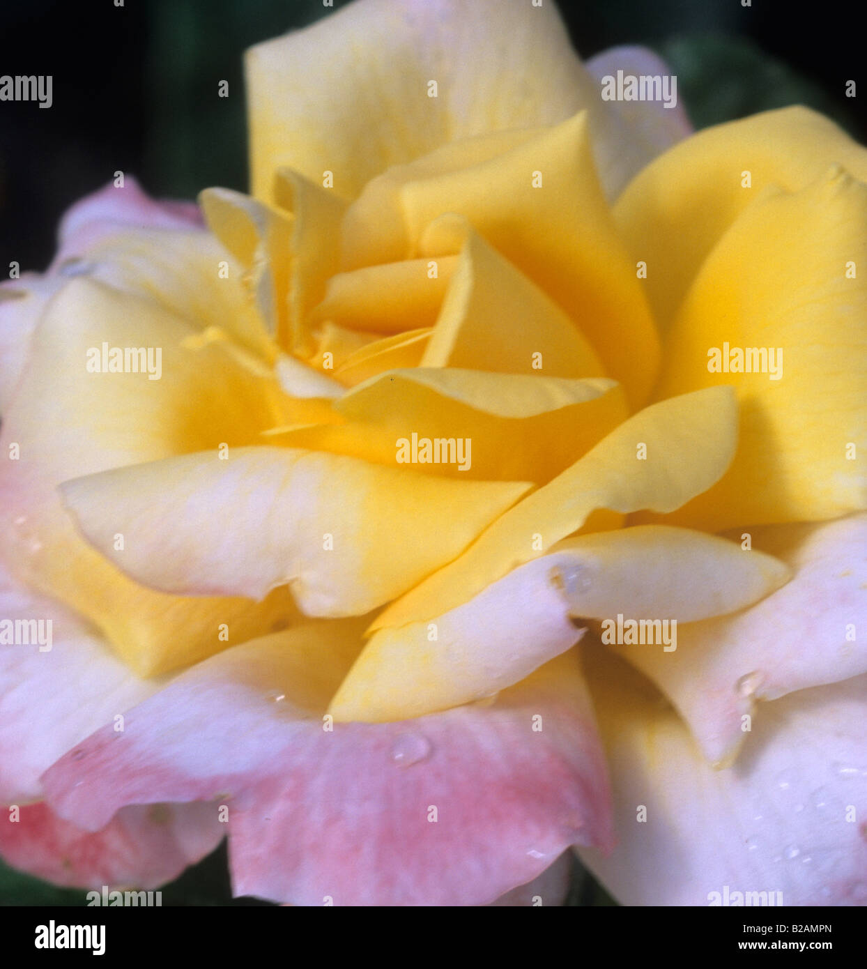 shrub rose Rosa Volunteer Stock Photo - Alamy