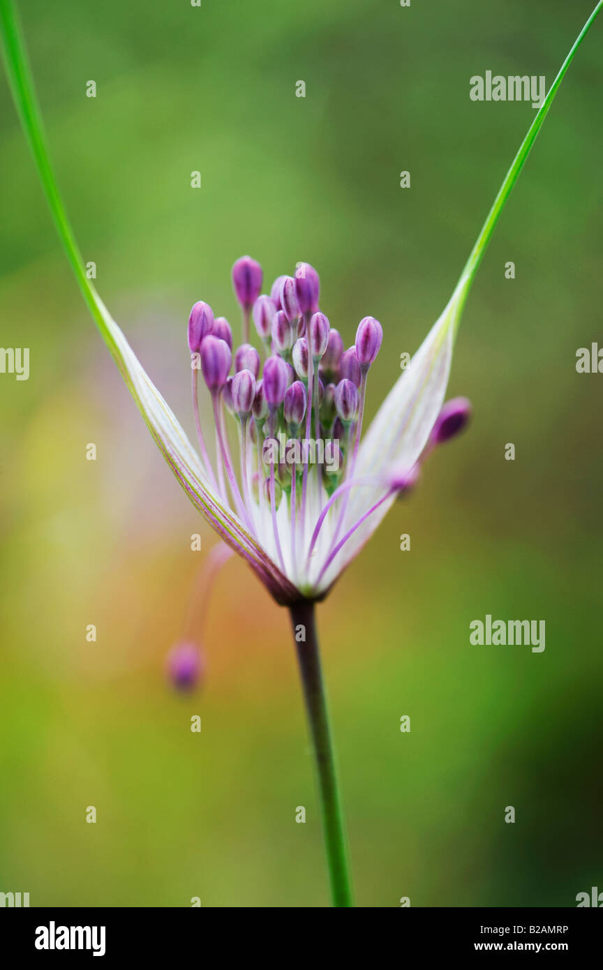Allium carinatum subsp. pulchellum. Keeled garlic flowers opening. UK ...