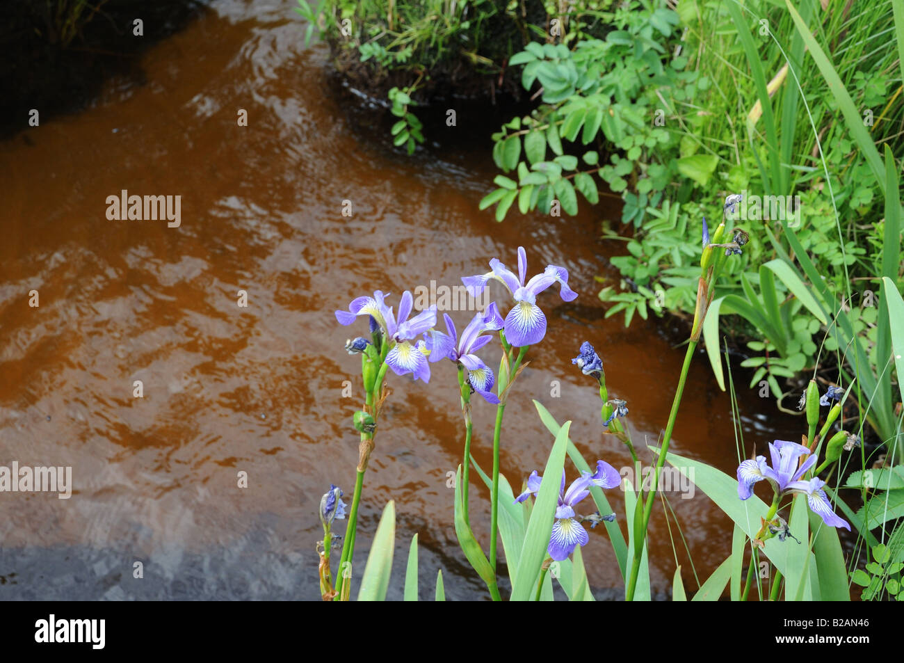 National flower of newfoundland hi-res stock photography and images - Alamy