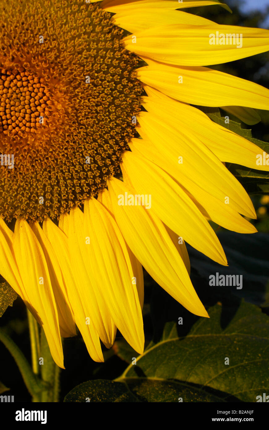 Close up sunflower head hi-res stock photography and images - Alamy