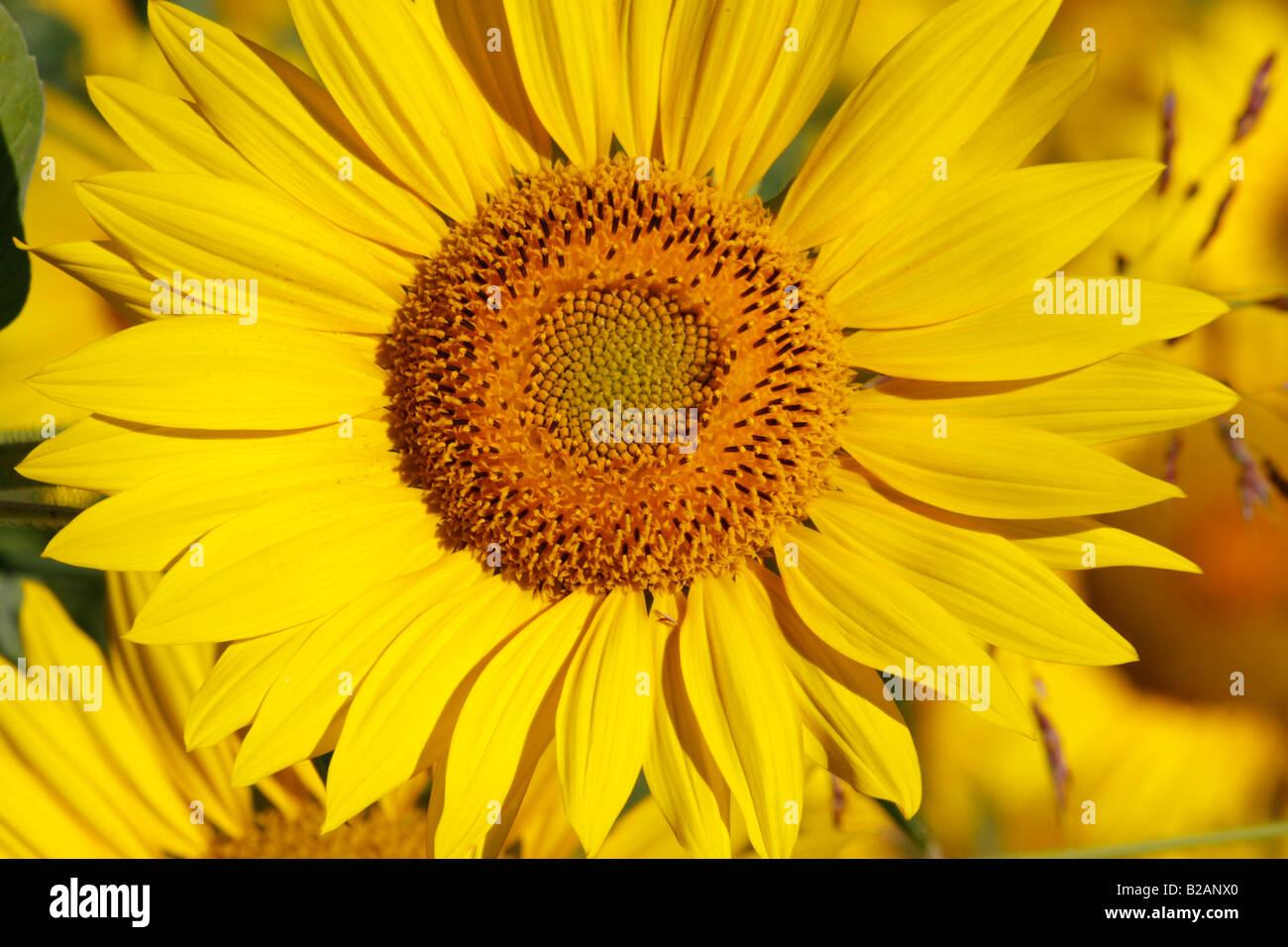 Yellow florets hi-res stock photography and images - Alamy