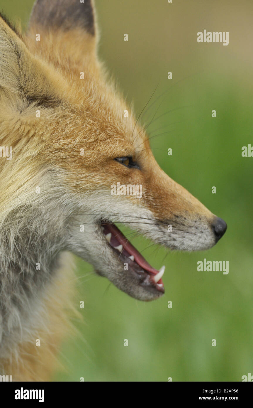 Fox up close hi-res stock photography and images - Alamy