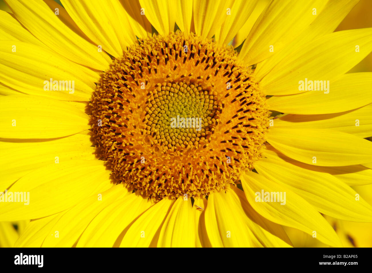 Sunflower florets hi-res stock photography and images - Alamy