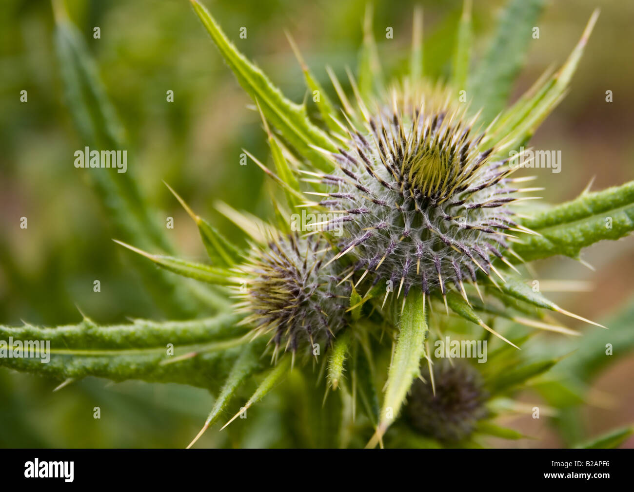 Thistles spiky leaves hi-res stock photography and images - Alamy