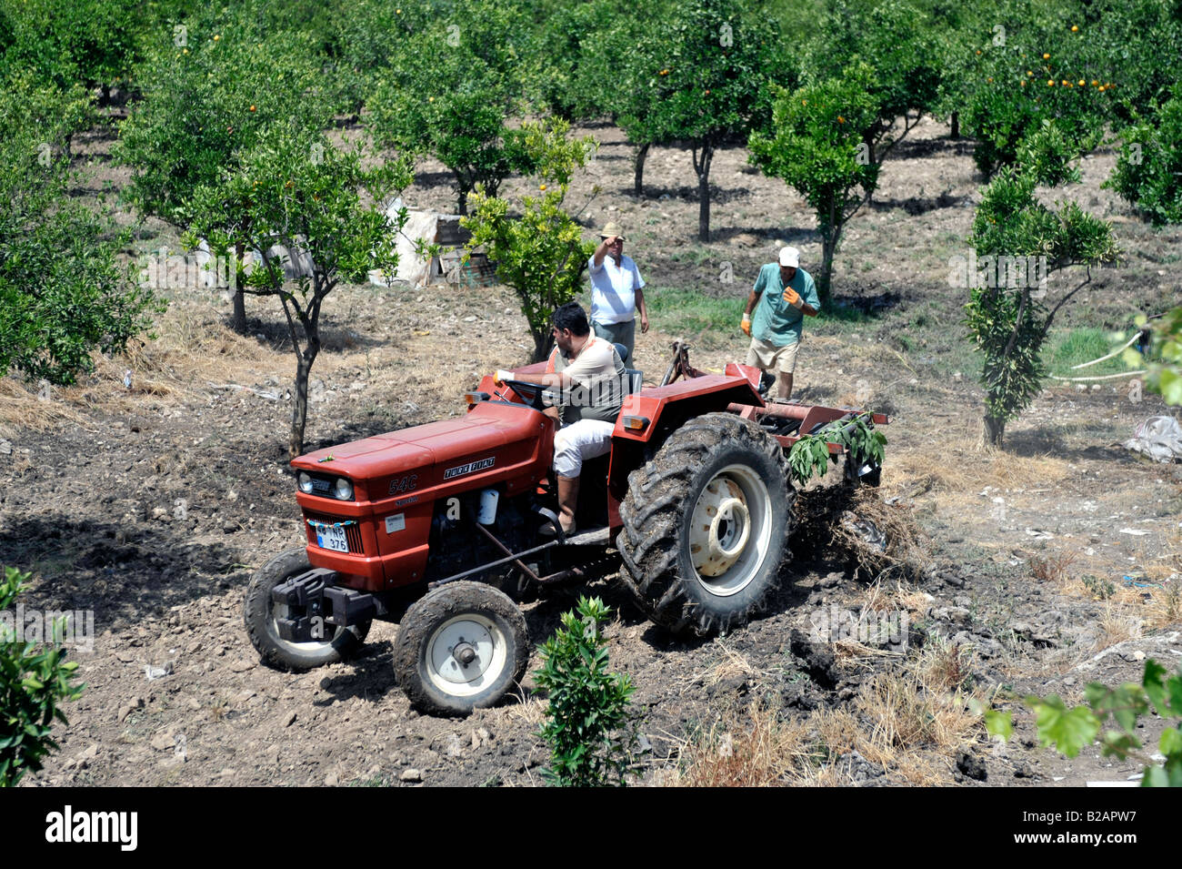 Farmer cultivated ground in orange grove Akyaka Turkey Stock Photo - Alamy