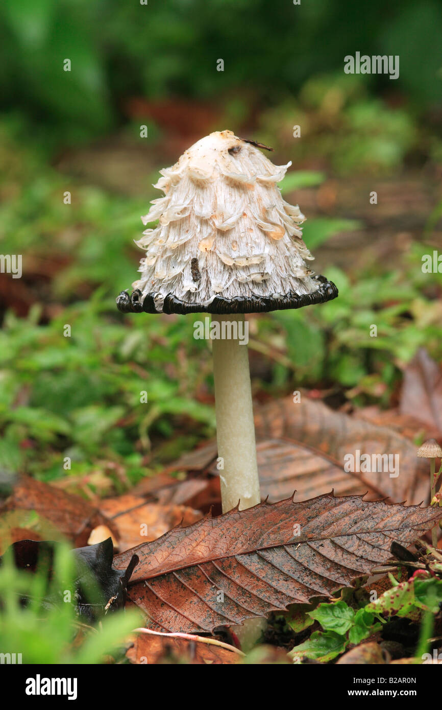 Shaggy Ink Cap (Coprinus comatus Stock Photo - Alamy