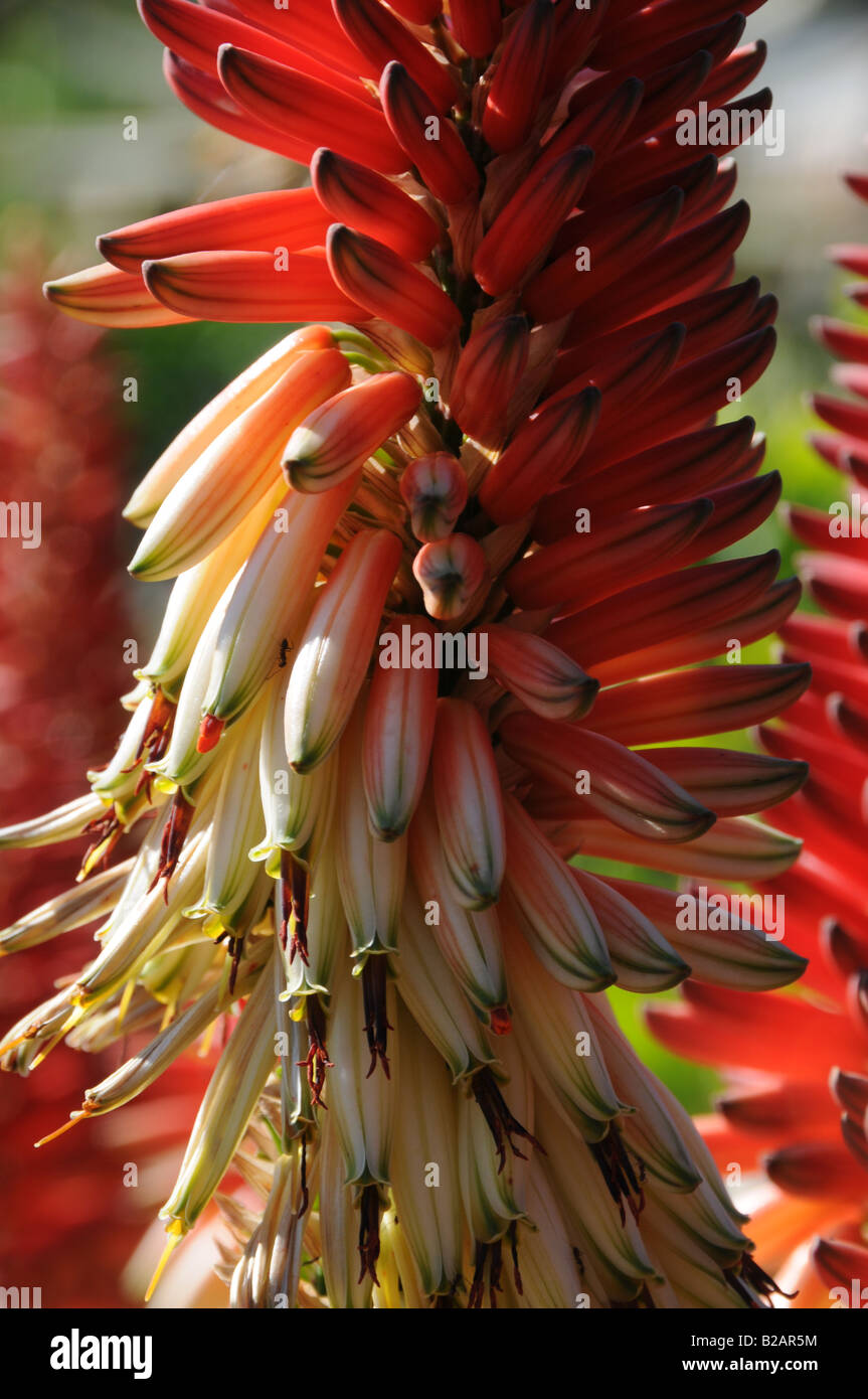Bicoloured flowers hi-res stock photography and images - Alamy