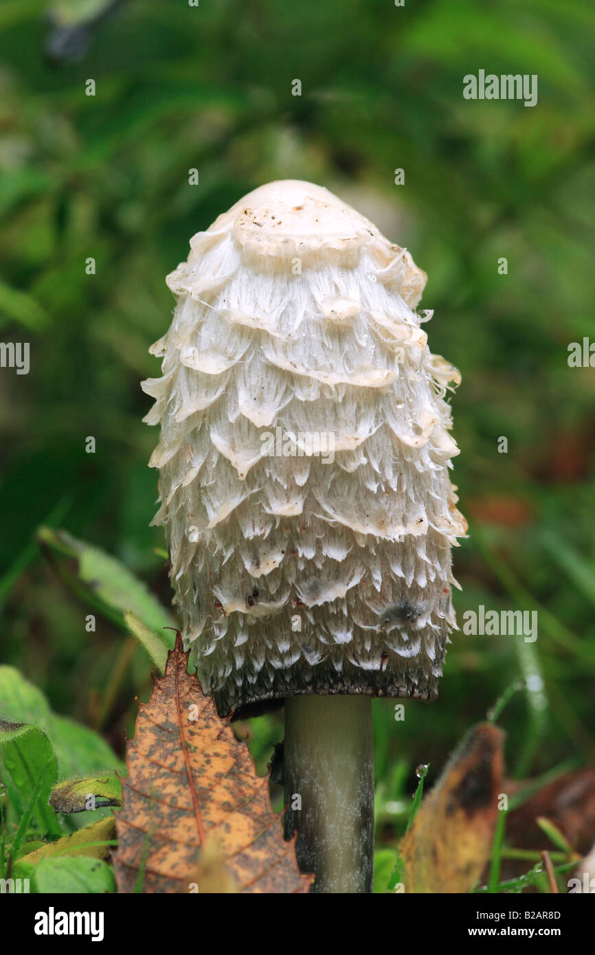 Shaggy Ink Cap (Coprinus comatus Stock Photo - Alamy