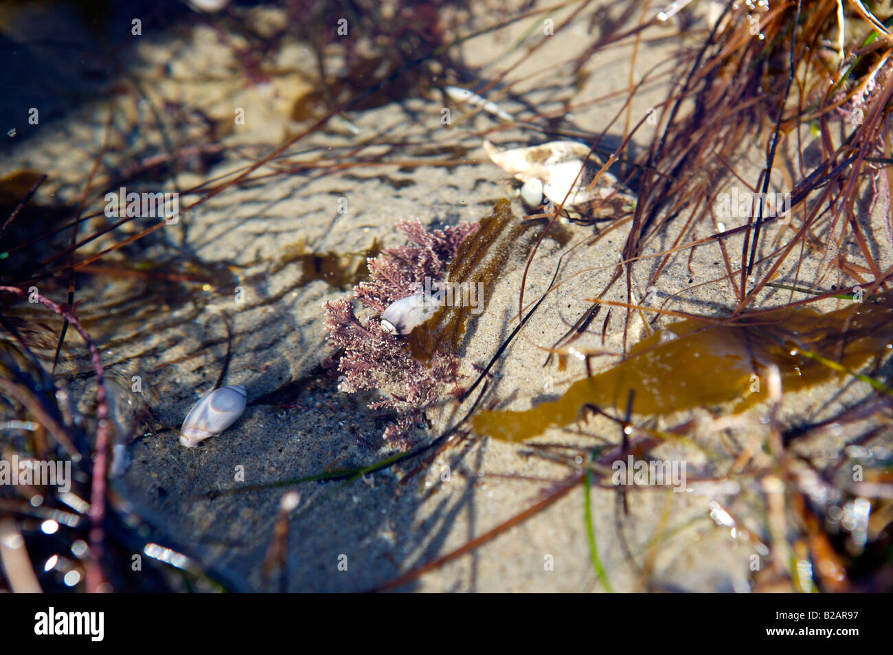 Olive snails in a tide pool Malibu California USA Stock Photo - Alamy