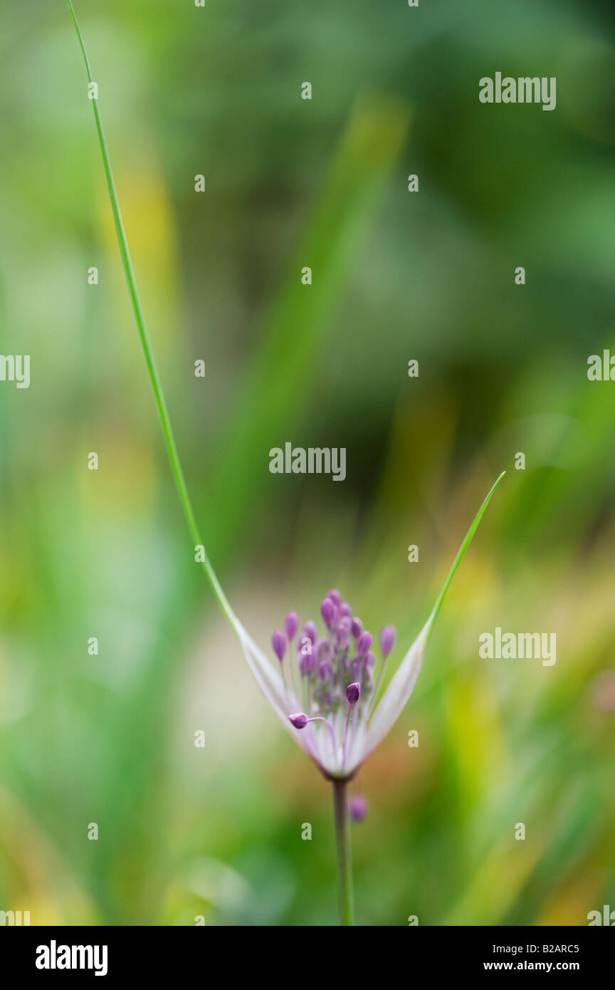 Allium carinatum subsp. pulchellum. Keeled garlic flowers opening. UK ...