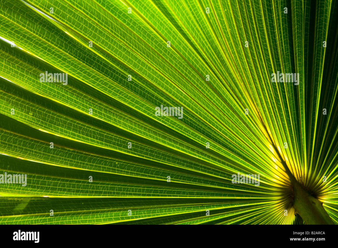 Australian royal fan hi-res stock photography and images - Alamy