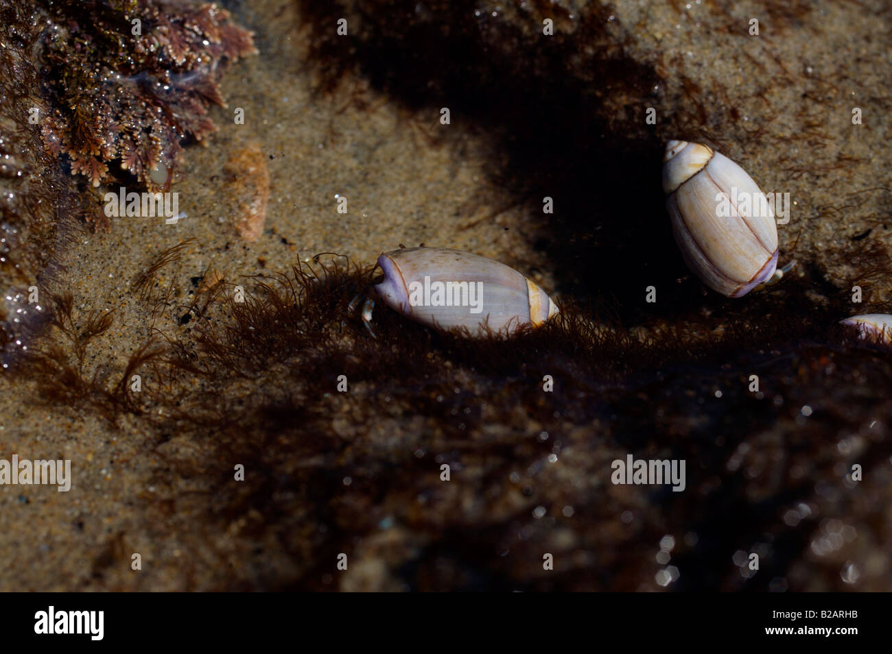 Olive Snail High Resolution Stock Photography and Images - Alamy