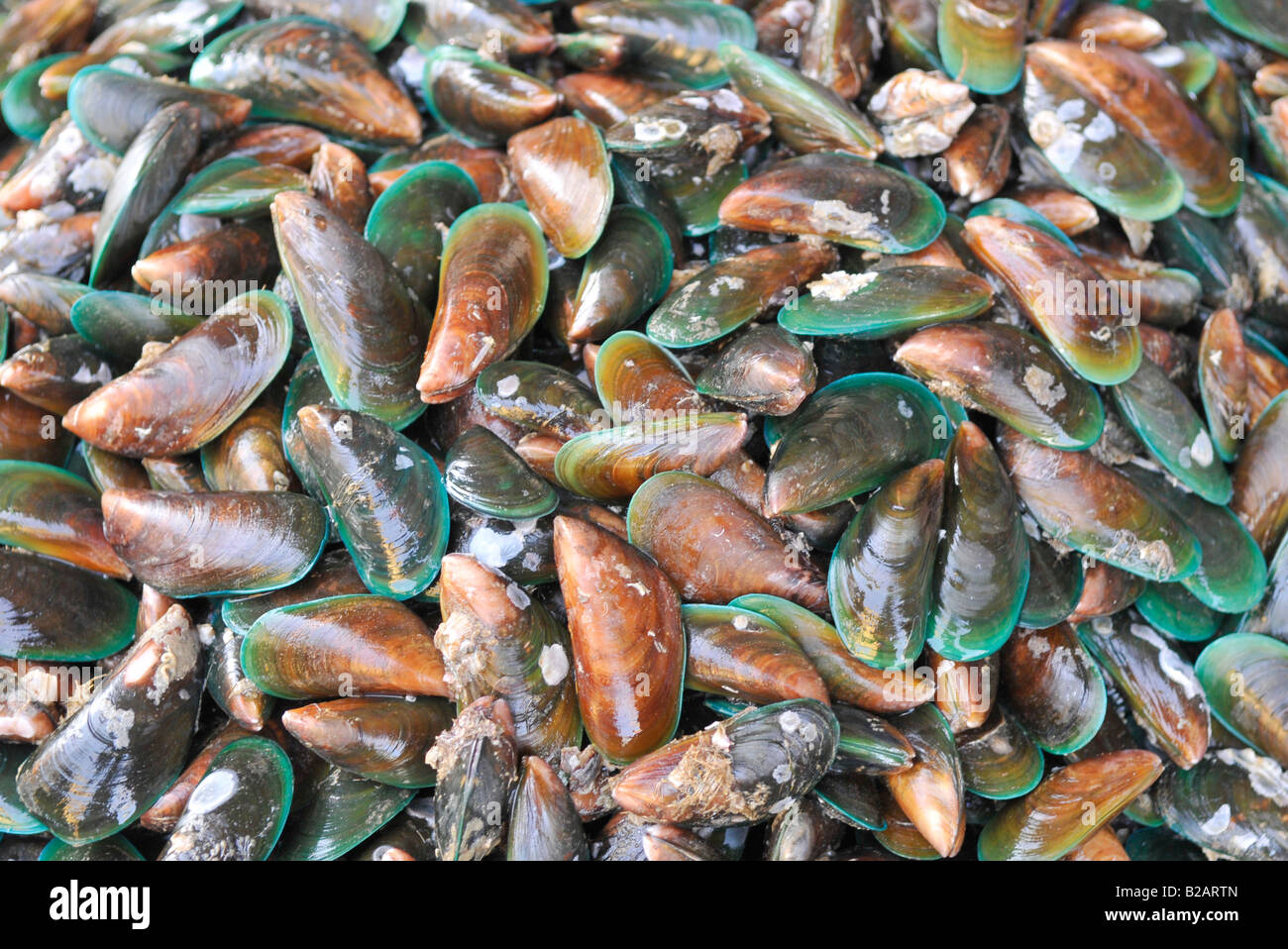 Green lipped mussels hi-res stock photography and images - Alamy