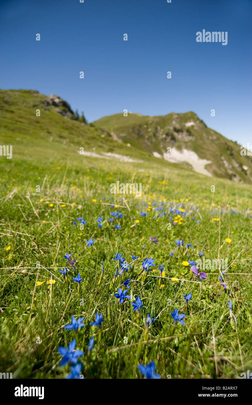 Gentians hi-res stock photography and images - Alamy