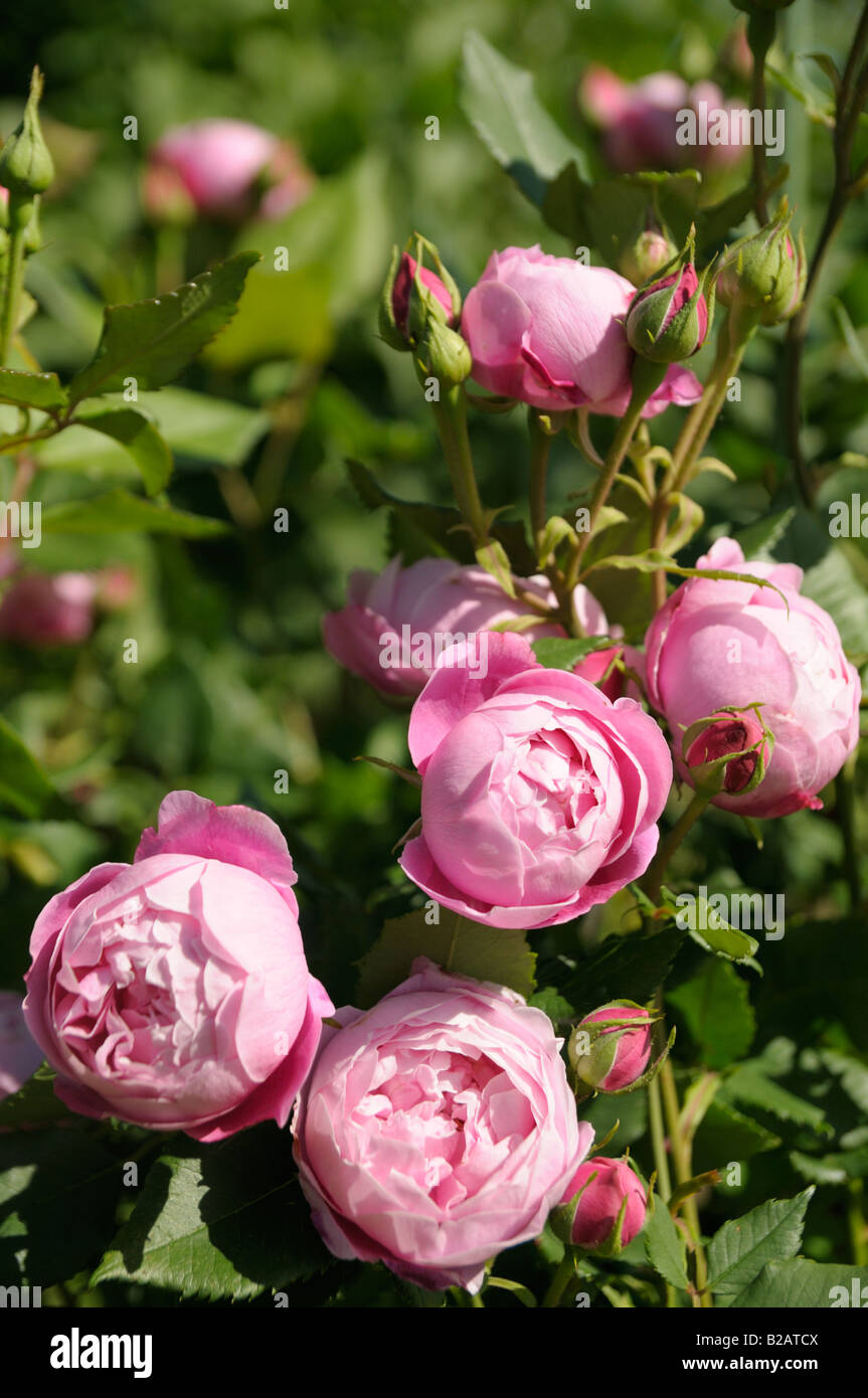 Breeding roses gardening hi-res stock photography and images - Alamy