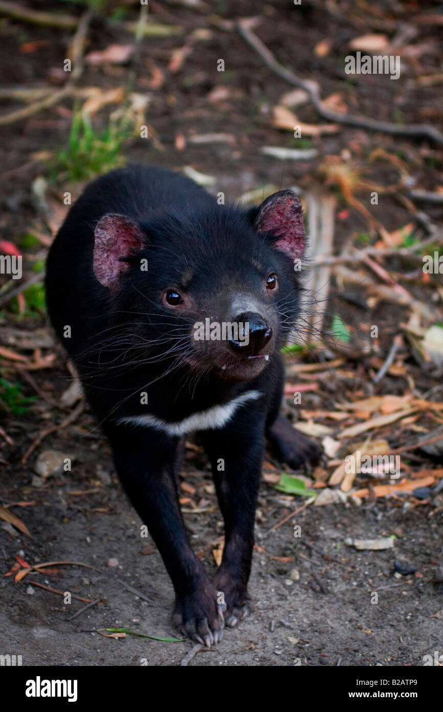 Captive Tasmanian Devil at the Something Wild animal sanctuary, near Mt ...