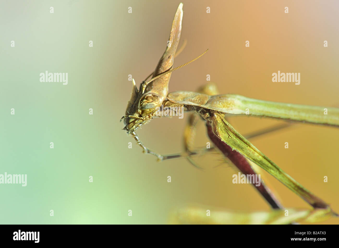 Horned praying mantis hi-res stock photography and images - Alamy
