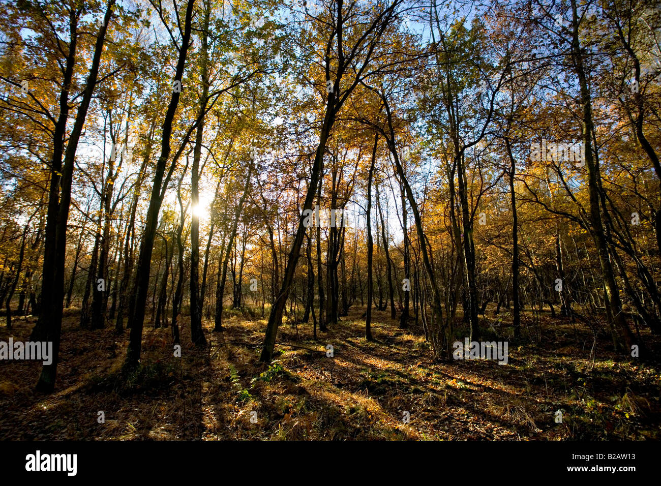 Low sun in a forrest Stock Photo - Alamy