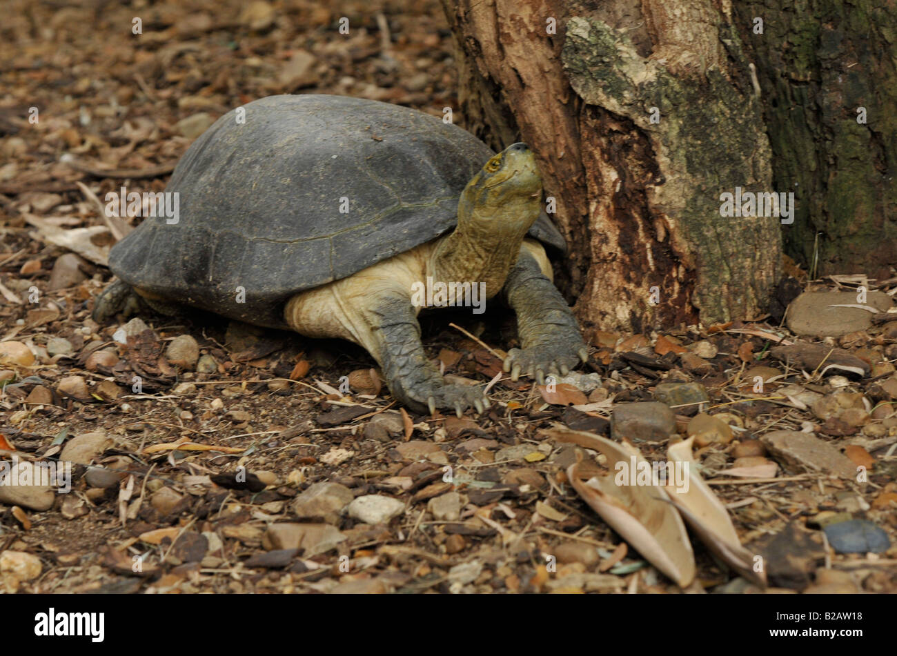 Yellow headed temple turtle , dusit zoo , bangkok, thailand Stock Photo ...