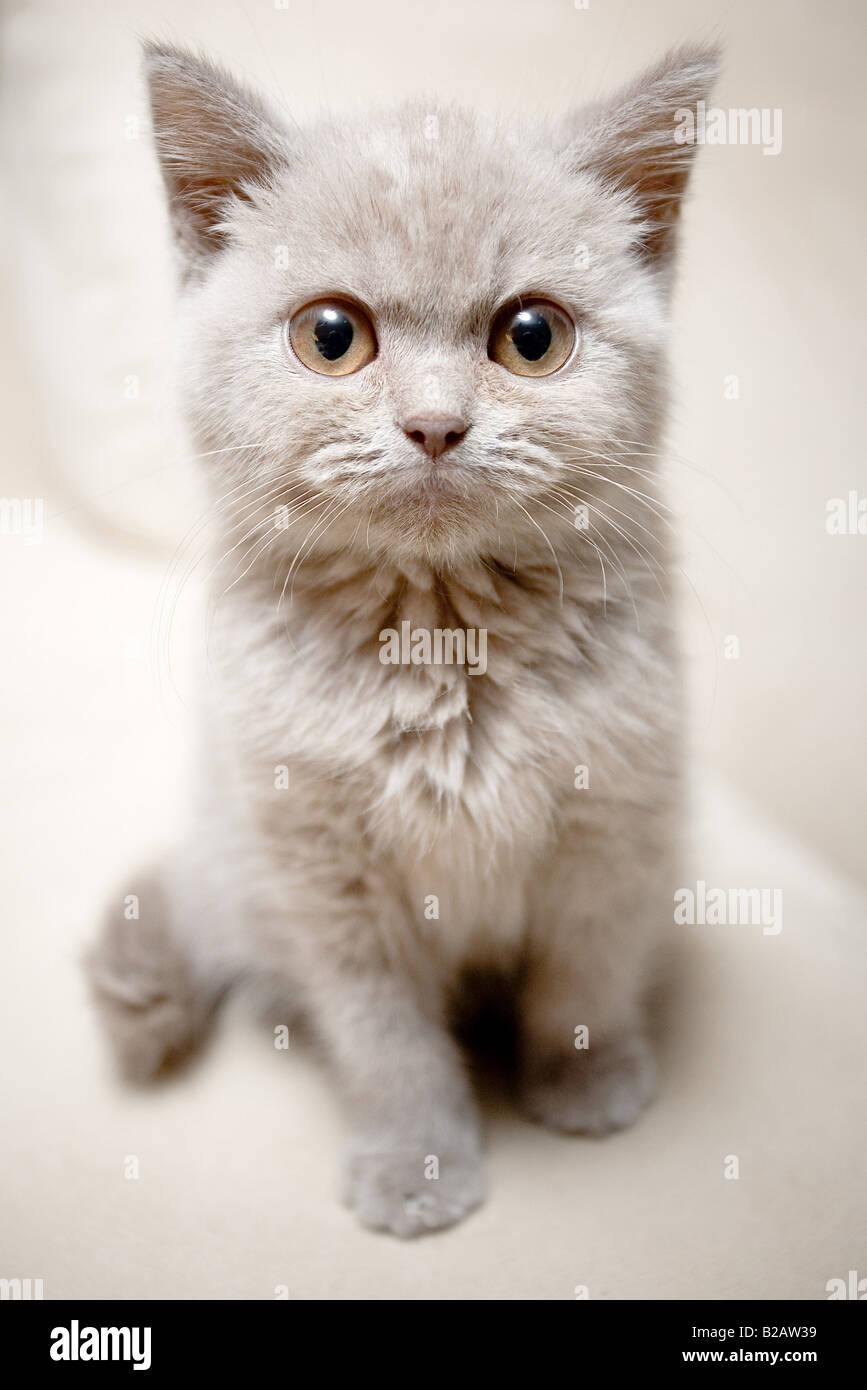 Cute kitten posing Stock Photo - Alamy