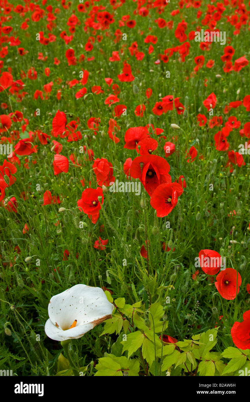 While Arum lily in a poppy field, France Stock Photo - Alamy