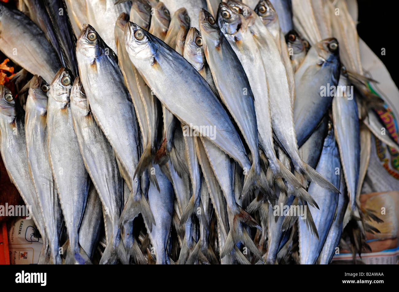 fresh fish for sale, mahachai market , mahachai station, samutsakhon ...