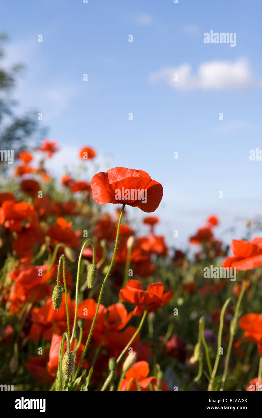 Common Red Poppies, Papaver rhoeas Stock Photo - Alamy