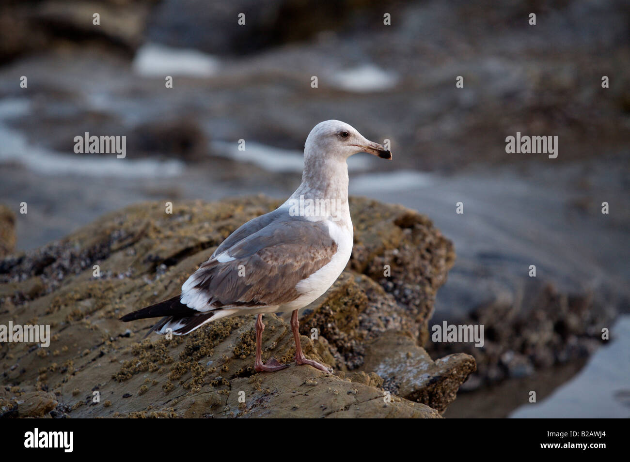 A young California Gull in Malibu California USA Stock Photo - Alamy
