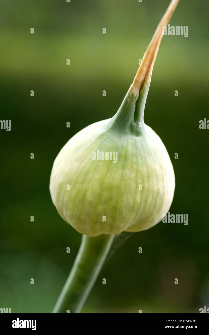 Leeks bolting hi-res stock photography and images - Alamy