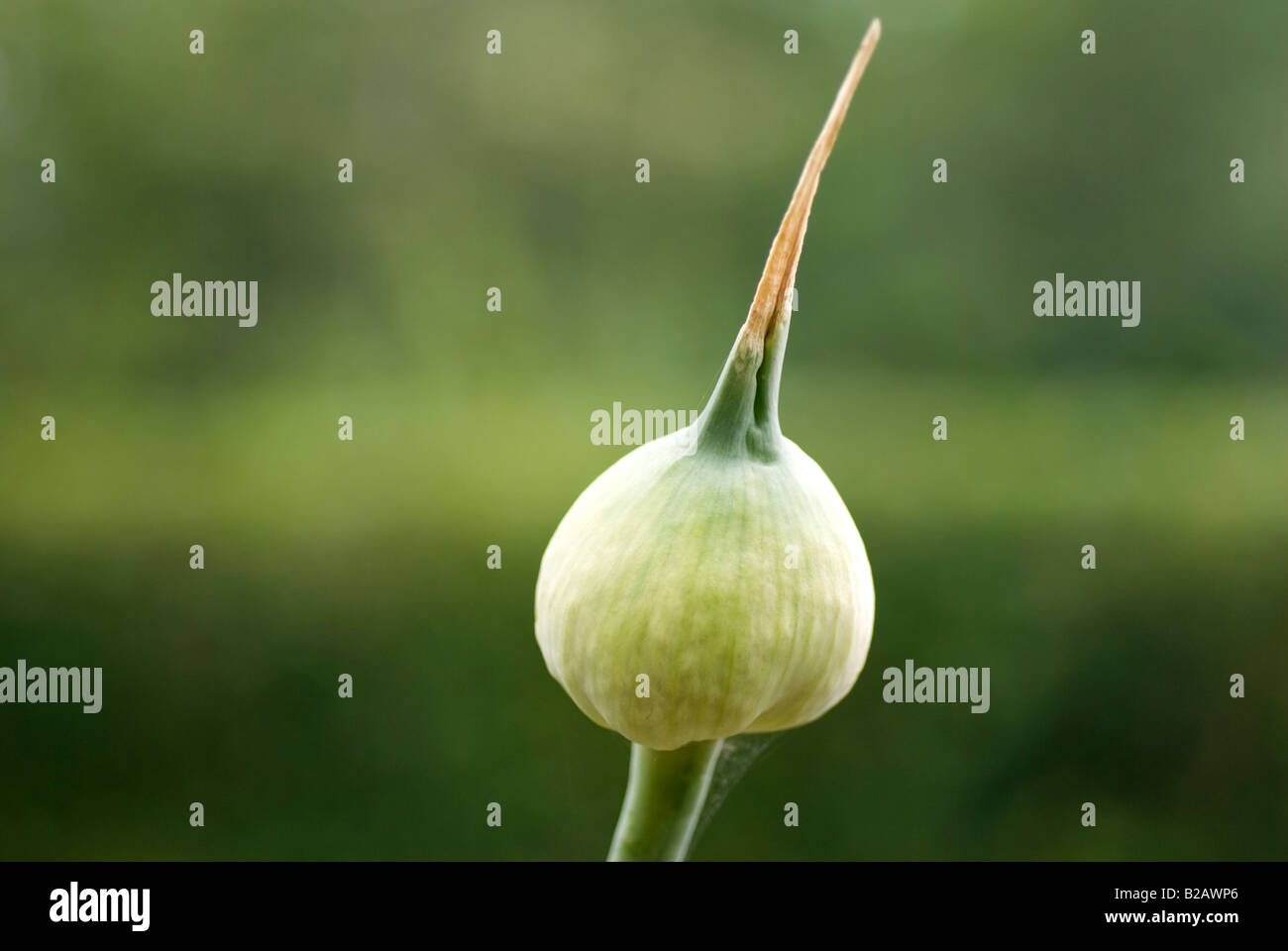 Allium pod hi-res stock photography and images - Alamy