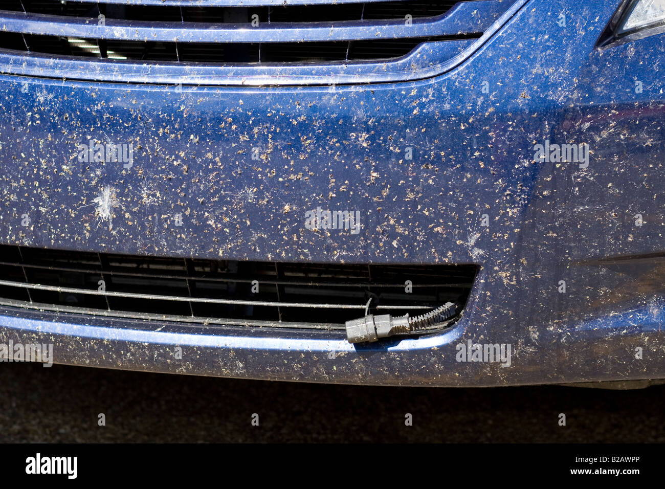 Killed insects hi-res stock photography and images - Alamy