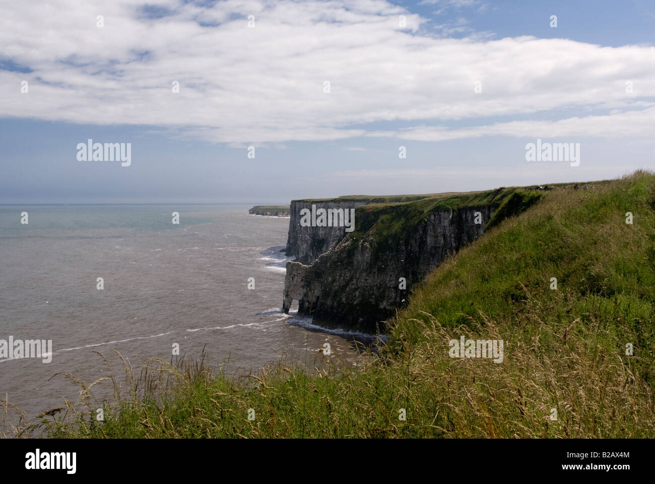Birds nesting on the cliffs at Bempton Cliffs RSPB Reserve East ...