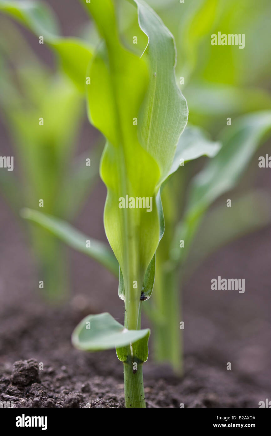 Corn shoot in early spring Stock Photo - Alamy