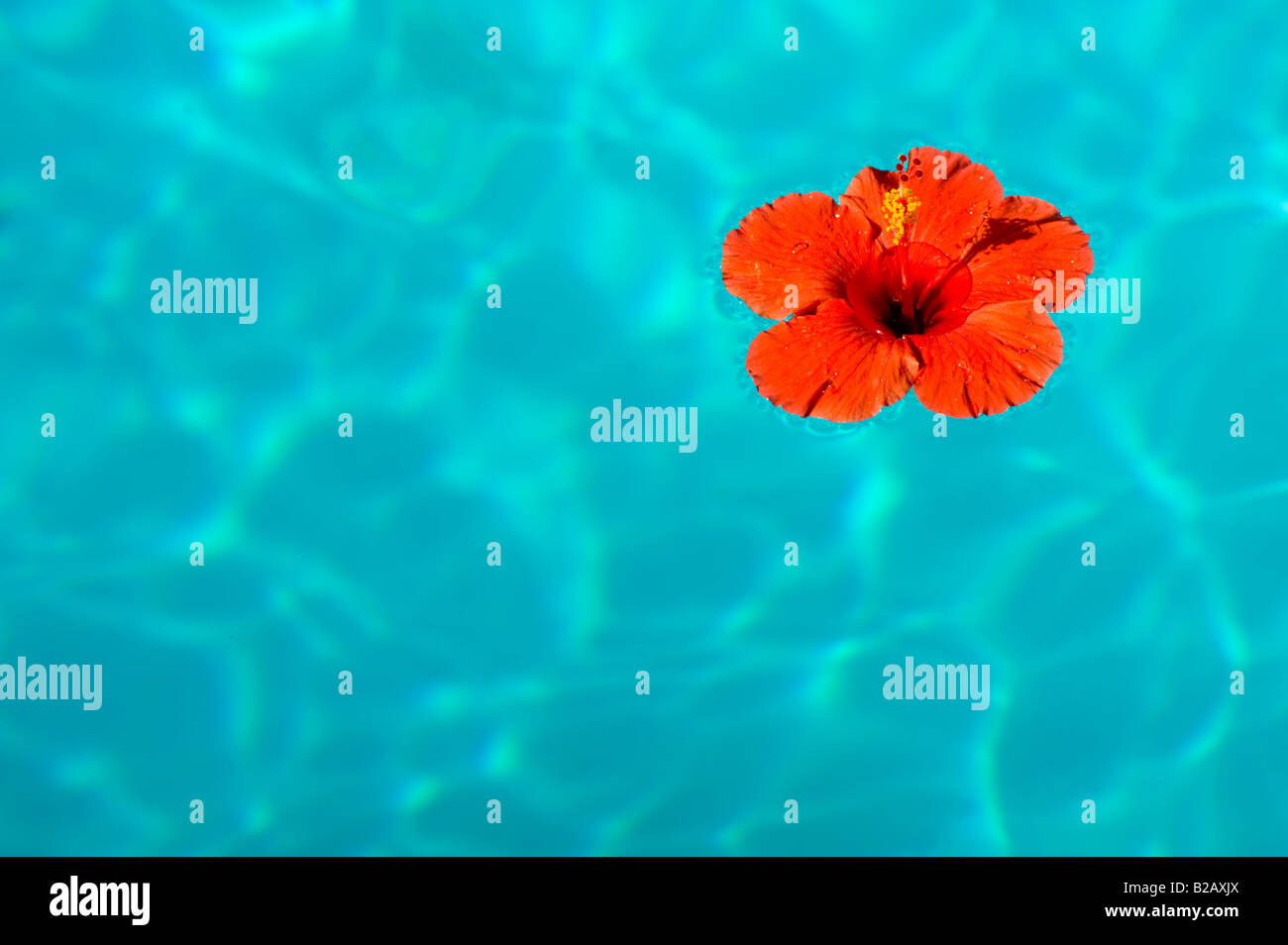 Hibiscus flower floating in swimming pool Stock Photo - Alamy