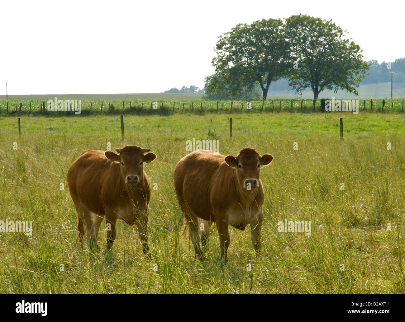 French cattle farm hi-res stock photography and images - Alamy
