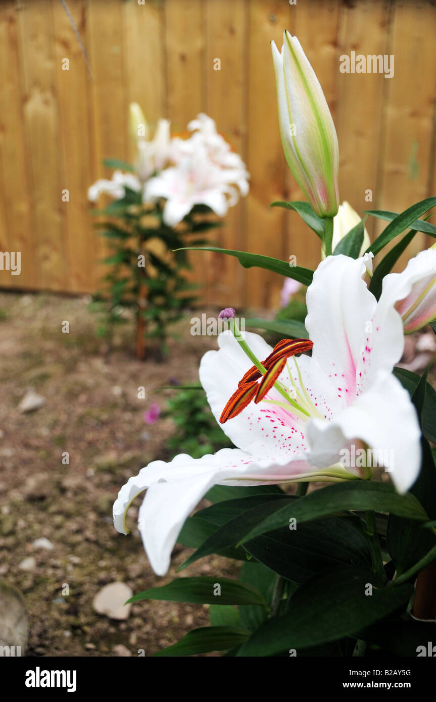 Open and closed lilies hi-res stock photography and images - Alamy