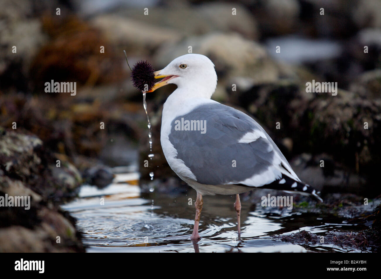 Seagull with purple sea urchin Malibu California USA Stock Photo - Alamy