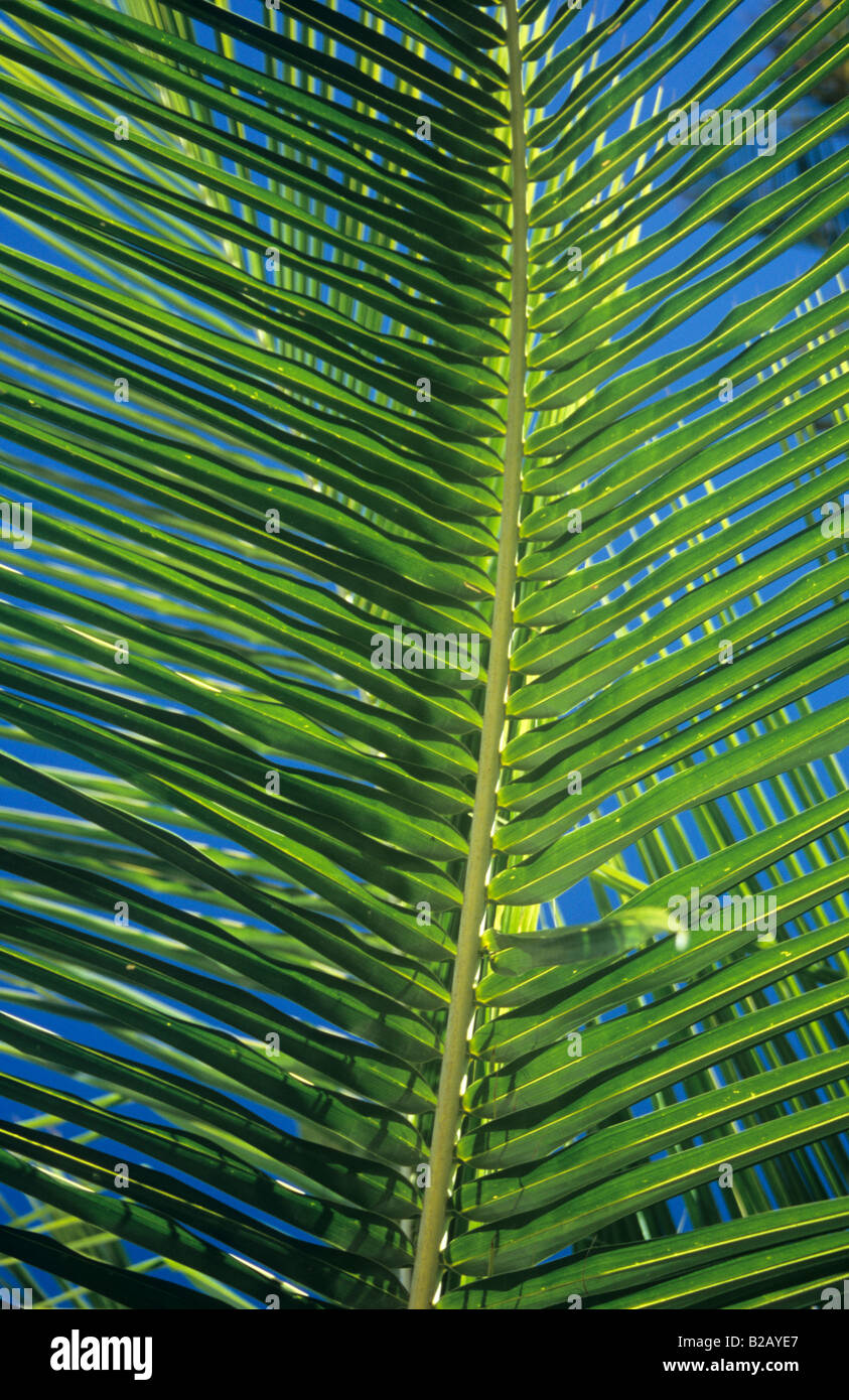 Symmetrical palm tree hi-res stock photography and images - Alamy