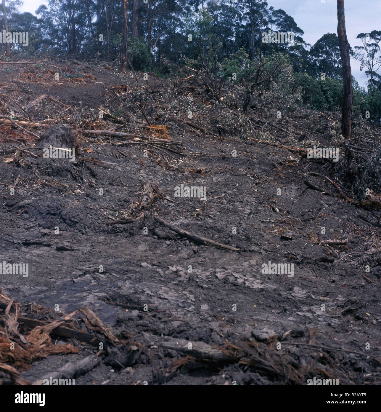 Clear fell land clearing hi-res stock photography and images - Alamy