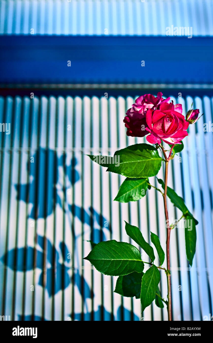 beautiful rose flower isolated on white background Stock Photo - Alamy